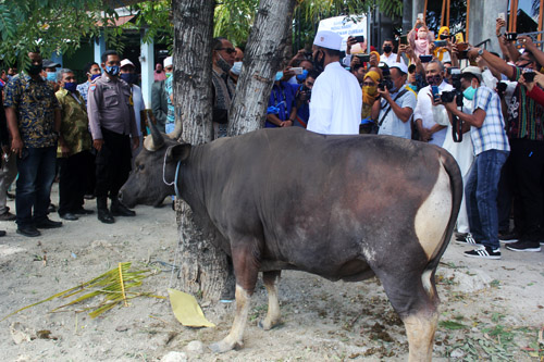 Pemprov NTT Serahkan 54 Sapi Kurban - LINTAS NTT